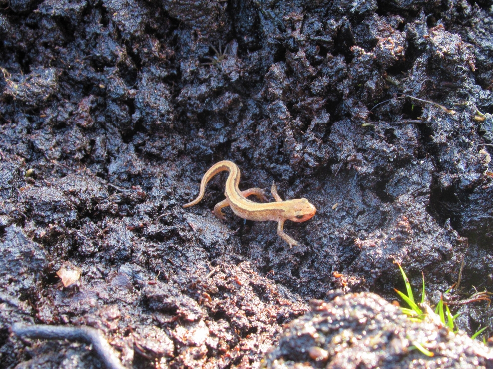 Know your newt! | The Wildlife Trust for Lancashire Manchester and North Merseyside